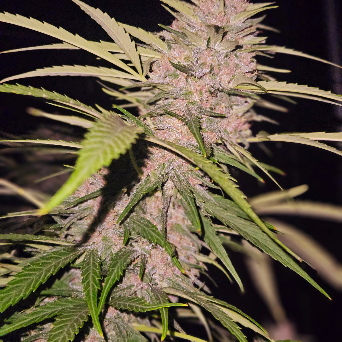 Growing Feminized Seeds Outdoors: A Complete Guide | Triloge