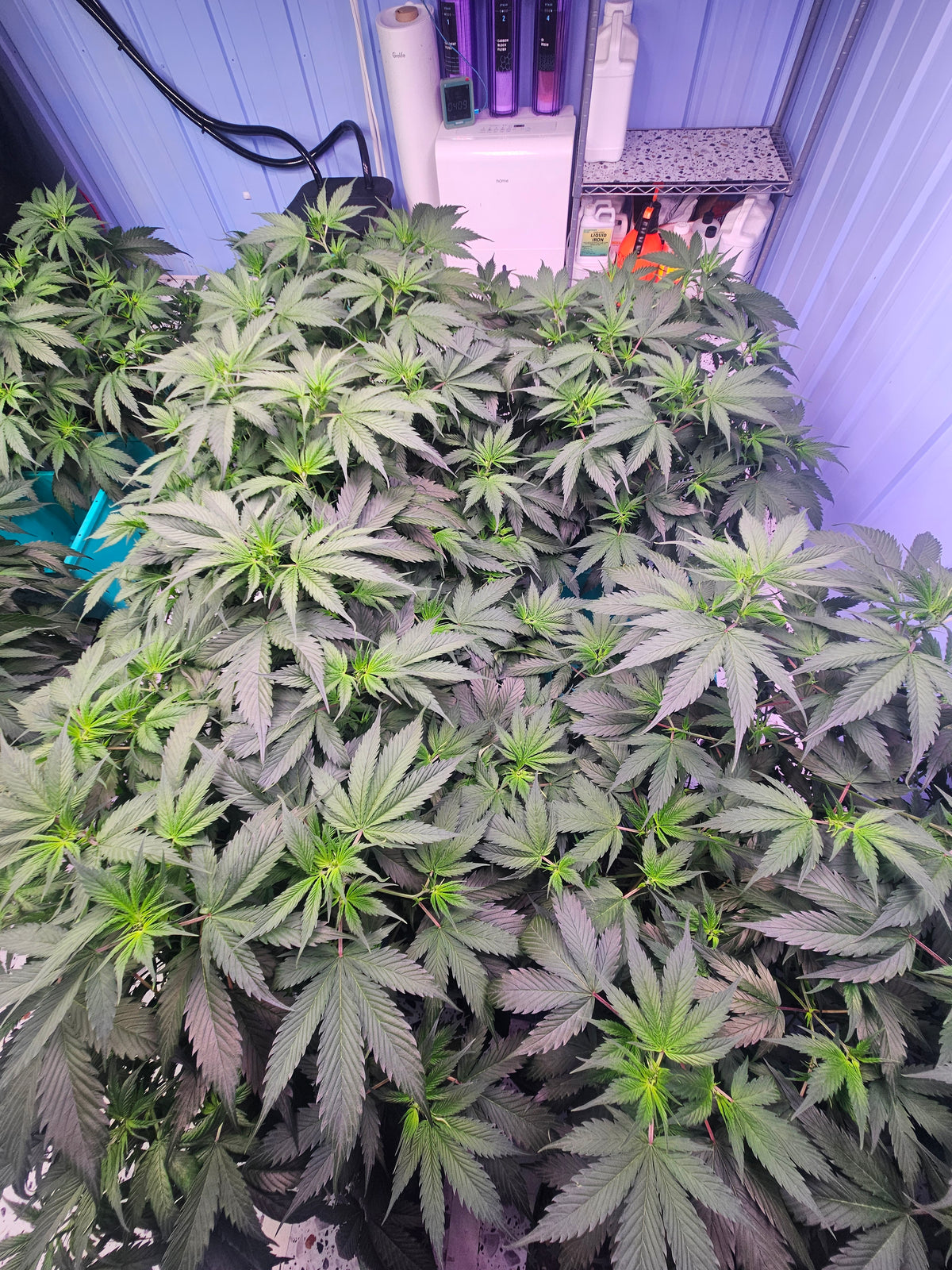 Autoflower Strain Pros & Cons: A Grower's Guide | Trilogene