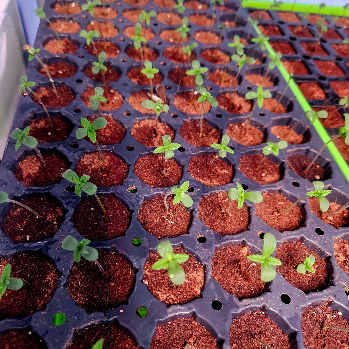 High-Yield Autoflower Seeds: Your Complete Grow Guide | Tril