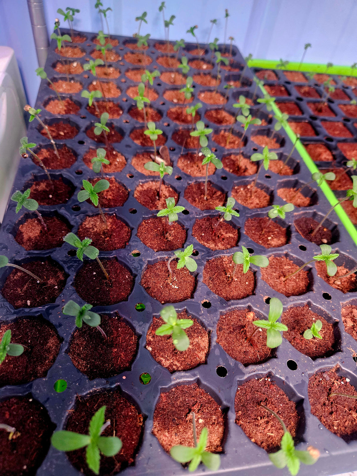 How to Grow Auto Feminized Seeds Indoors Successfully | Tril