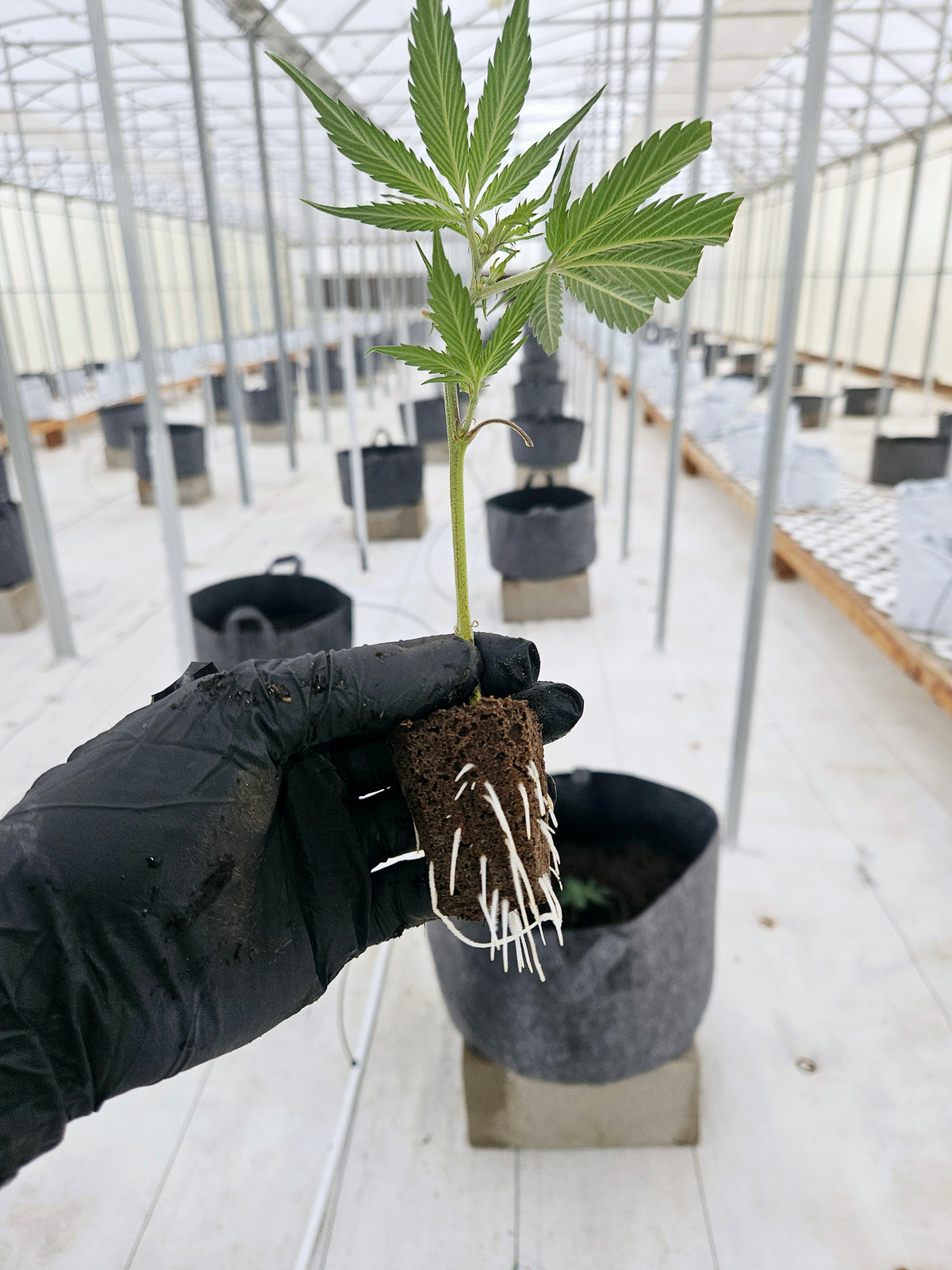 Autoflower vs. Feminized Seeds: Your Guide to Choosing | Tri
