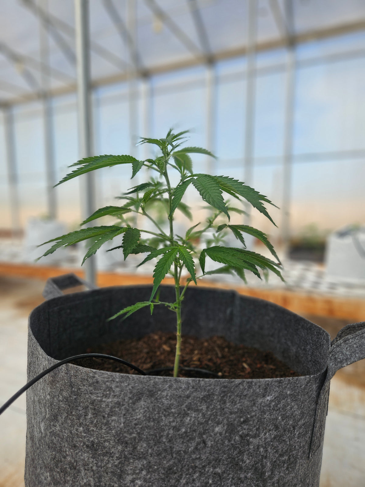 THCA vs. THC Seed: What's the Real Difference? | Trilogene S