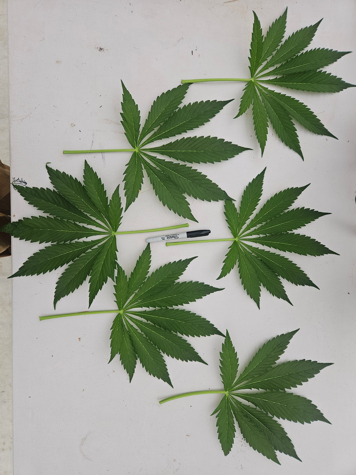 How to Start Autoflower Seeds The Right Way | Trilogene Seed