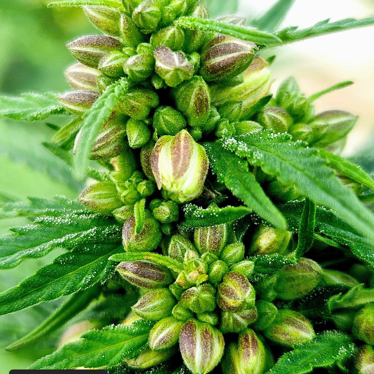 Growing THCA Flower Seeds: Everything You Need to Know | Tri