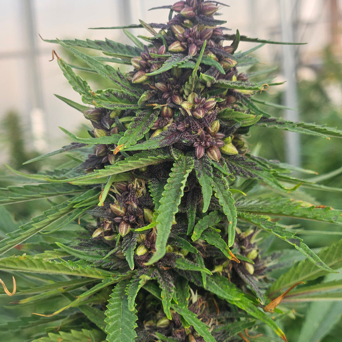The Ultimate Guide to Landrace Strain Seeds | Trilogene Seed