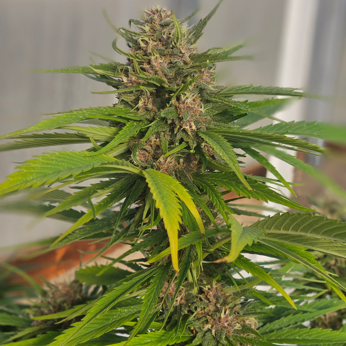 Growing Blue Dream Auto Seeds: A Complete Guide | Trilogene