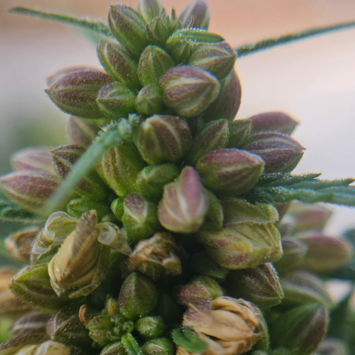 Autoflower Seeds: Benefits, Drawbacks, and Best Practices
