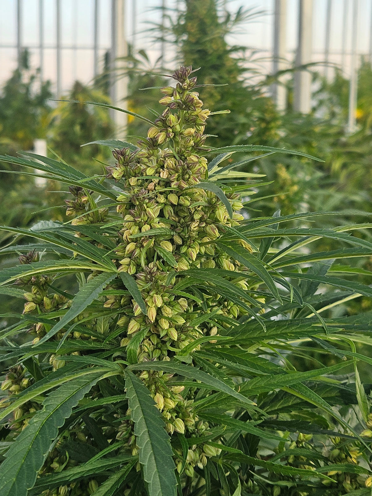 High THCV Strains: Your Guide to Benefits & Effects | Trilog