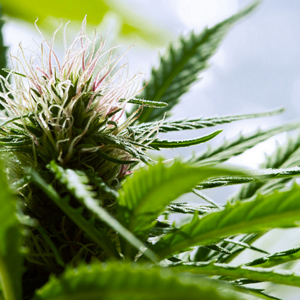 Buy Premium Cannabis Seeds - Weed Seeds USA | Trilogene Seeds