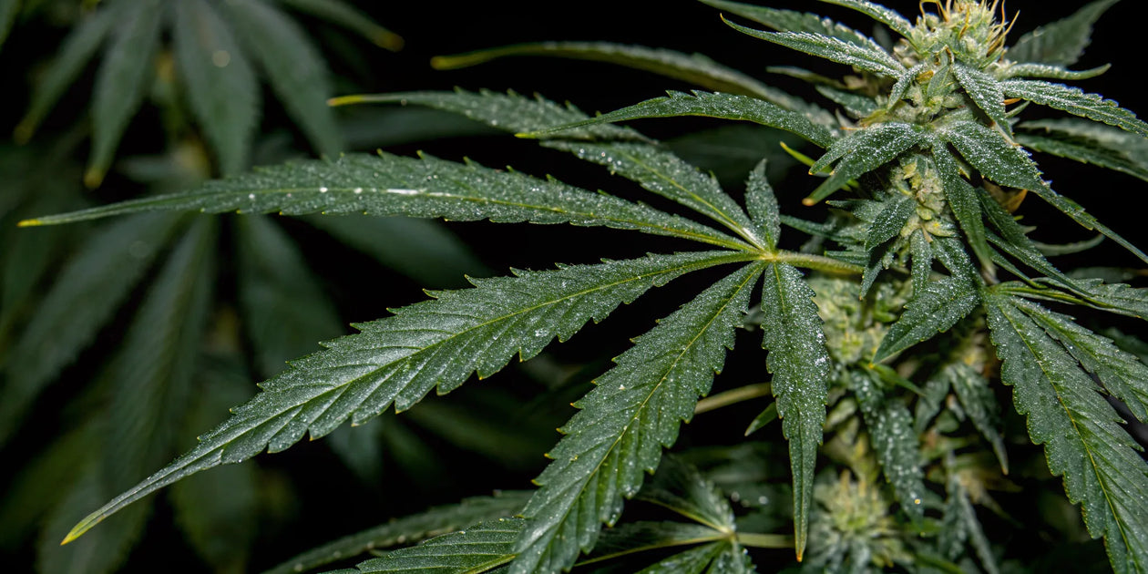 Best Cannabis Seed Breeders: Top Picks for Quality Genetics