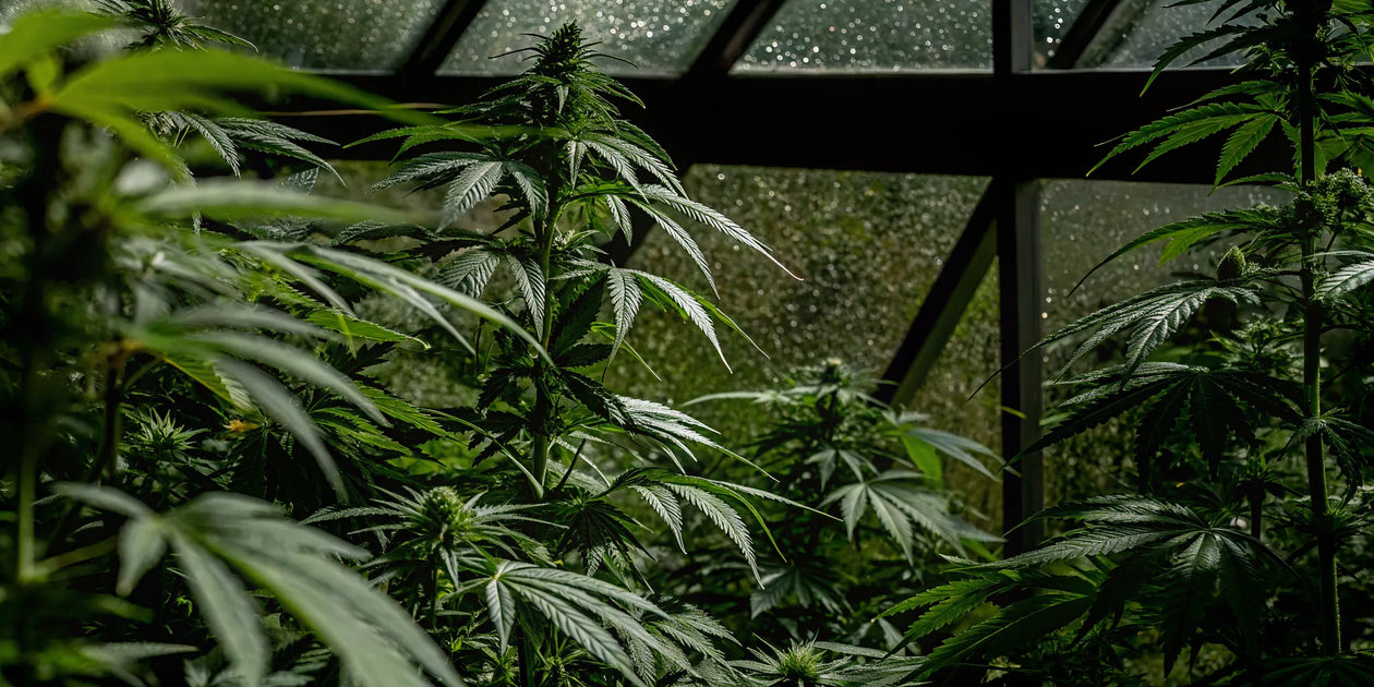 Best THCV Strains for Energy & Focus | Trilogene Seeds