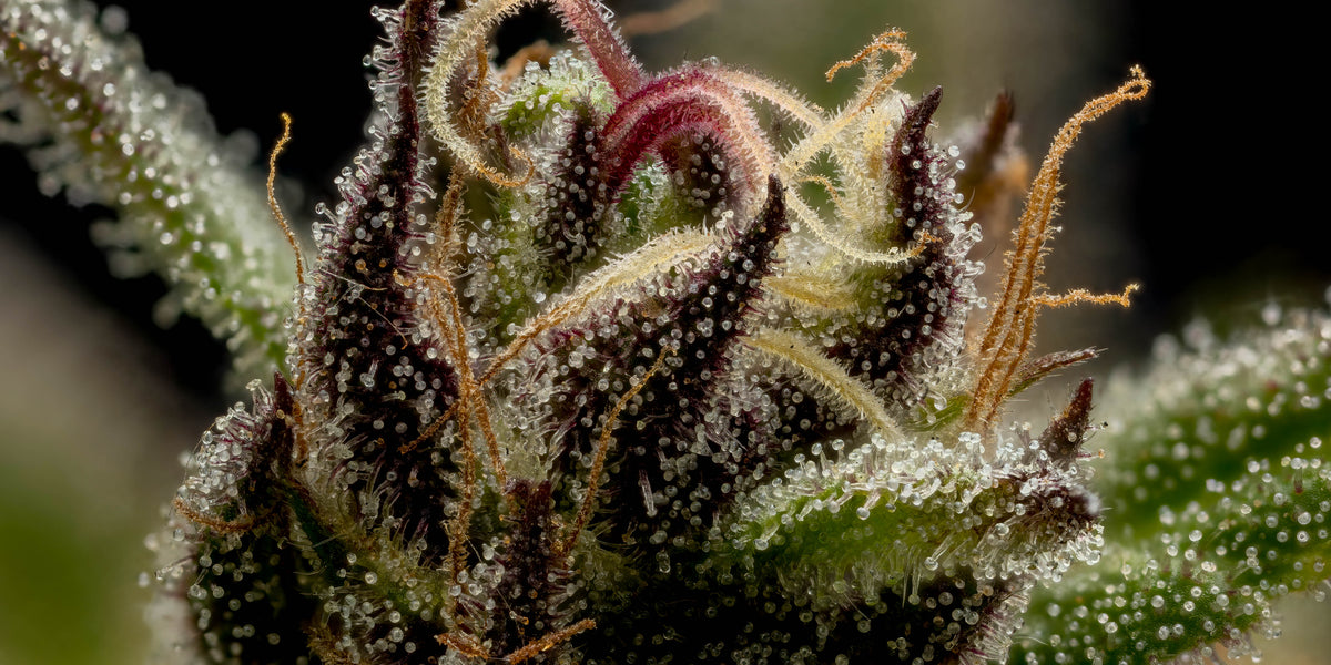 Trichomes in Cannabis: A Scientific Perspective | Trilogene