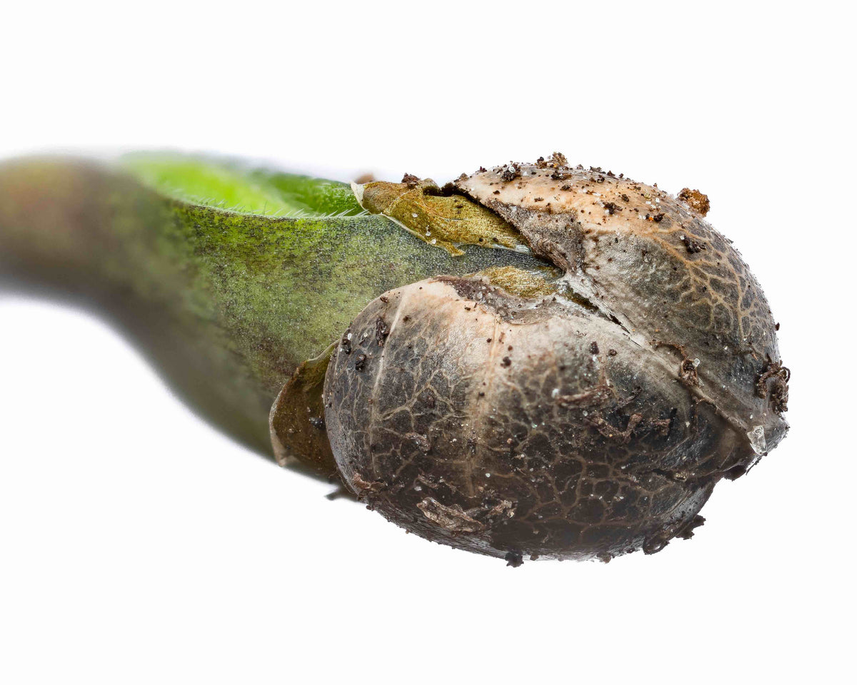 Triploid Cannabis Seeds: Trilogene's Polyploidy Innovation