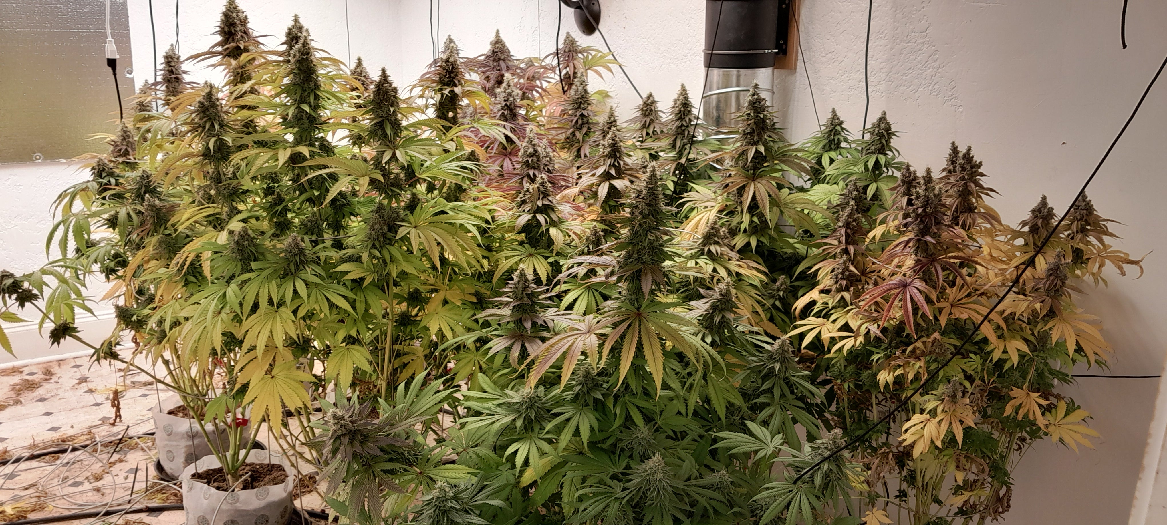 Sour Magic 3n Triploid Cannabis Seeds | Trilogene Seeds