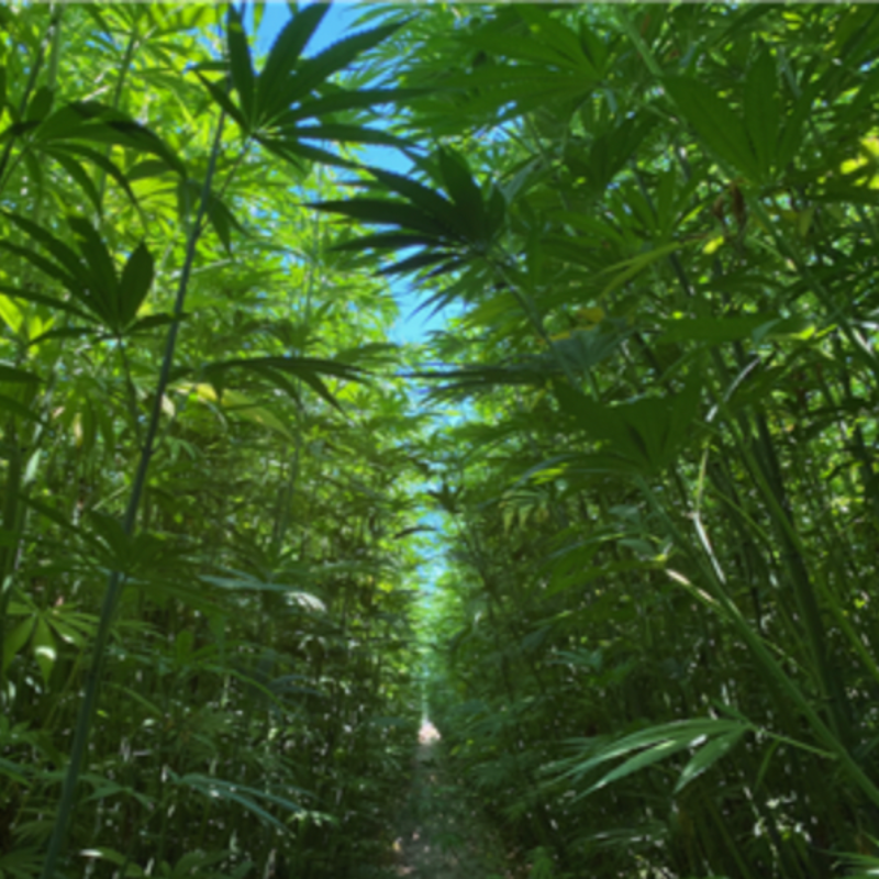 Han Ne Hemp Seeds | Trilogene Seeds