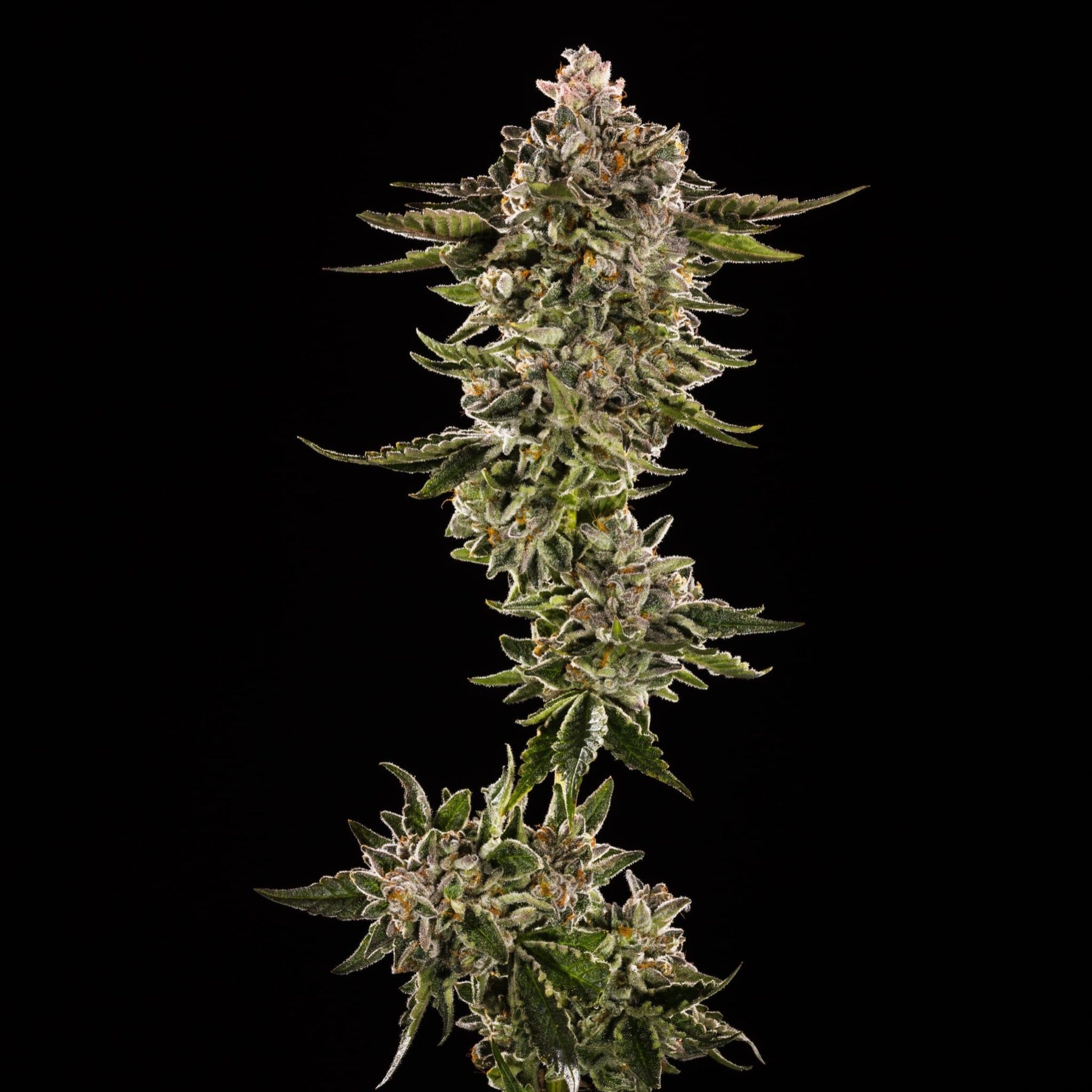 Honey Bird Weed Seeds | Trilogene Seeds