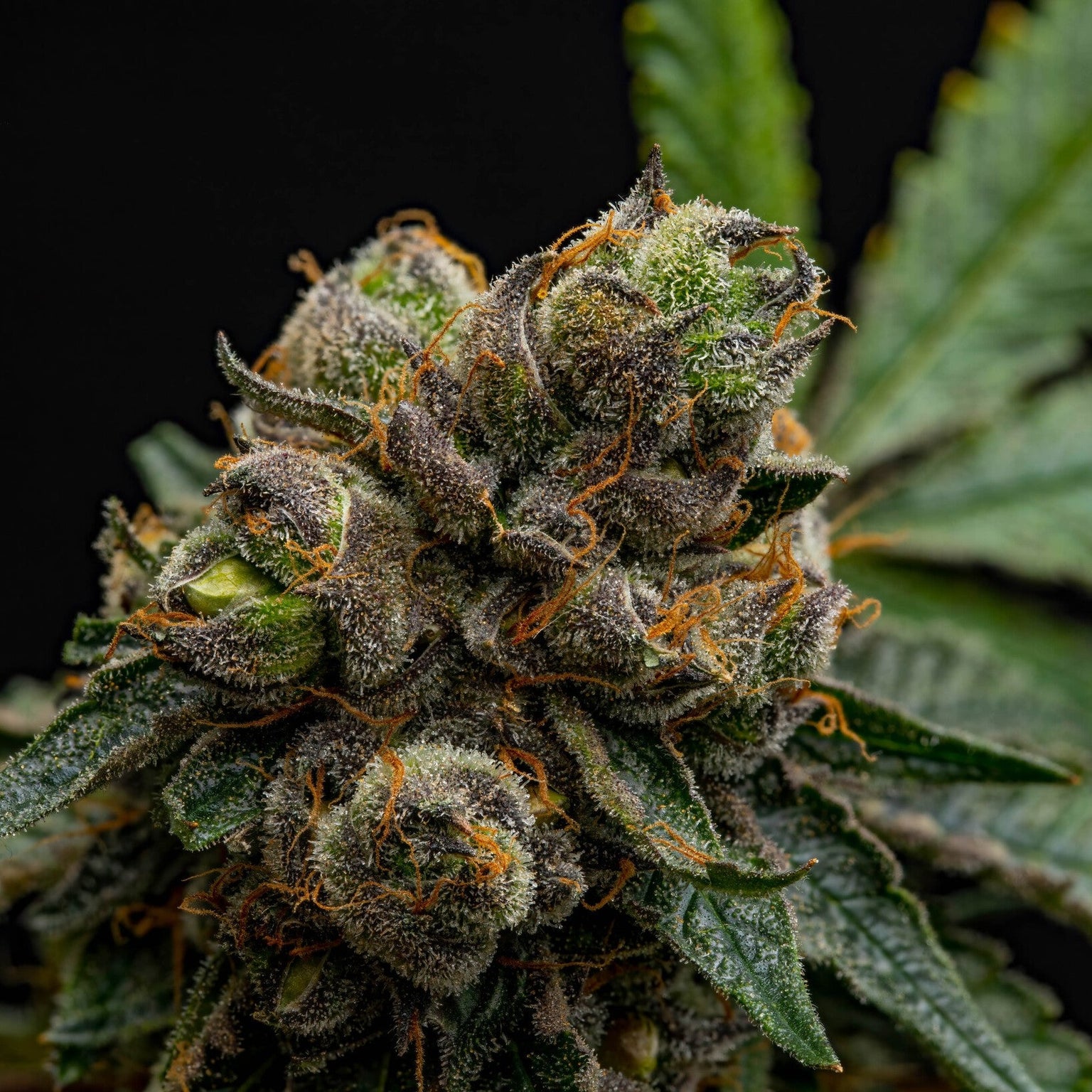 Buy Feminized Seeds - Female Cannabis Seeds | Trilogene Seeds
