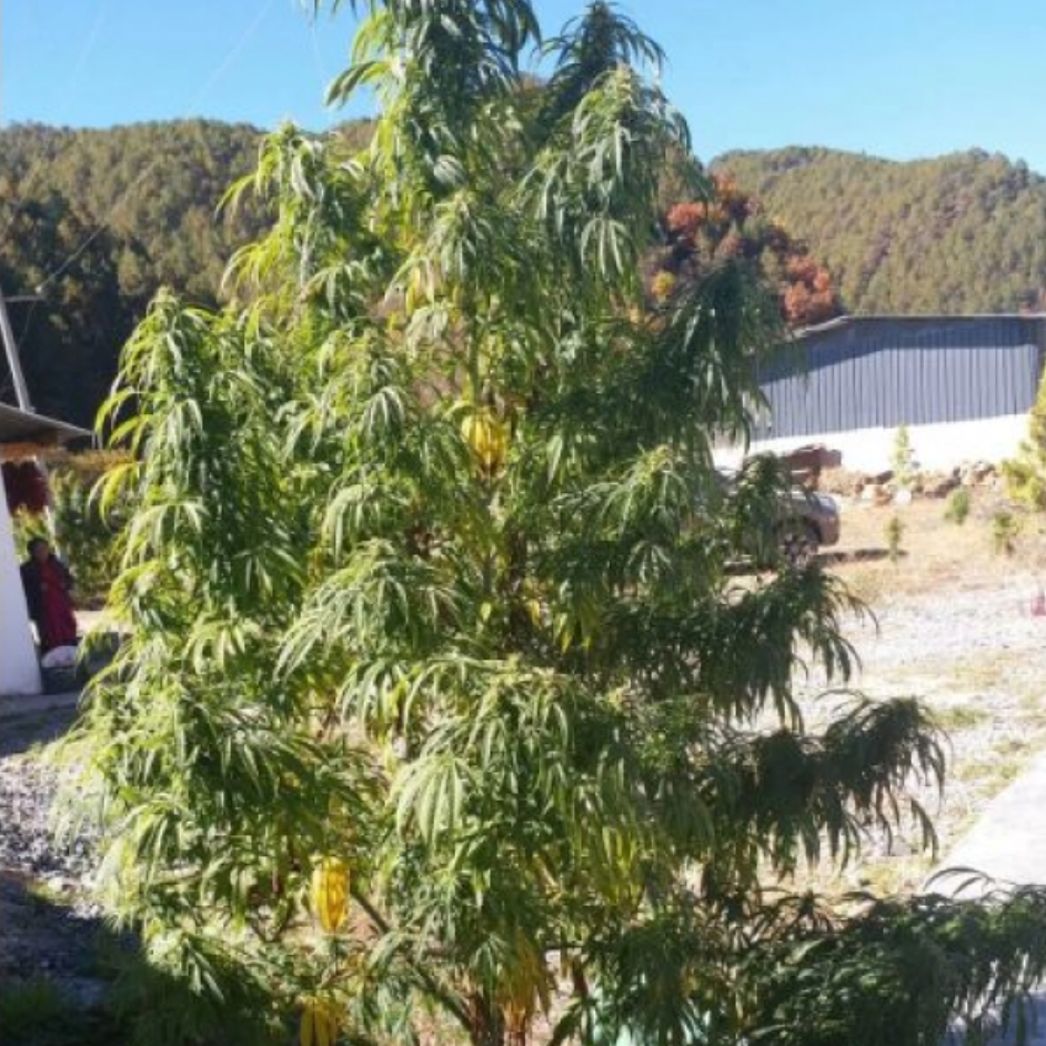 Puma Hemp Seeds | Trilogene Seeds