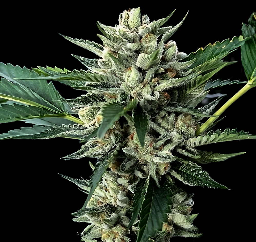Buy Premium Cannabis Seeds - Weed Seeds USA | Trilogene Seeds