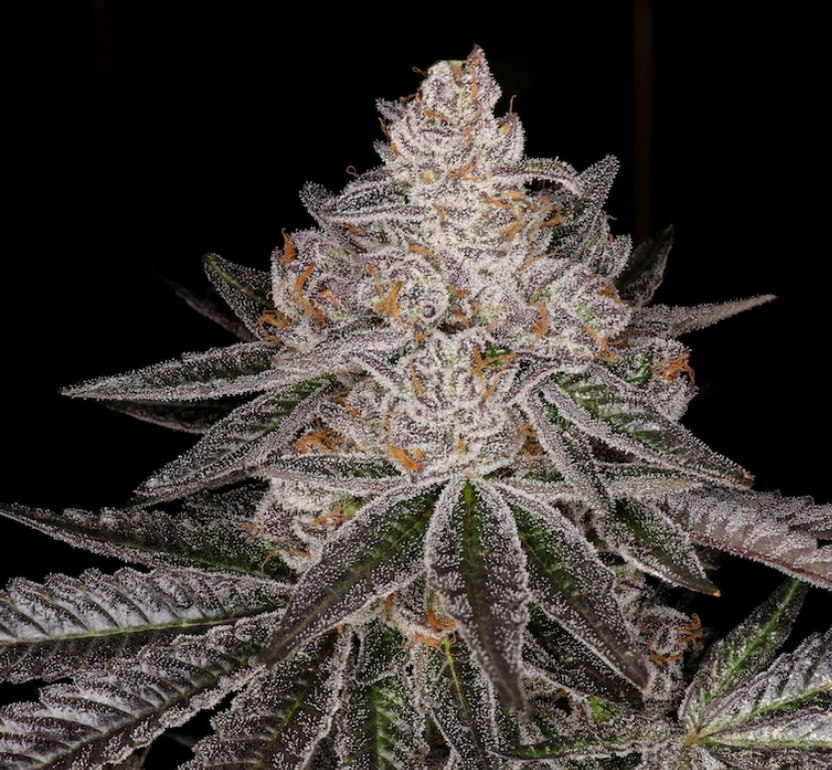 Granny Smith Punch Feminized Cannabis Seeds | Trilogene Seeds