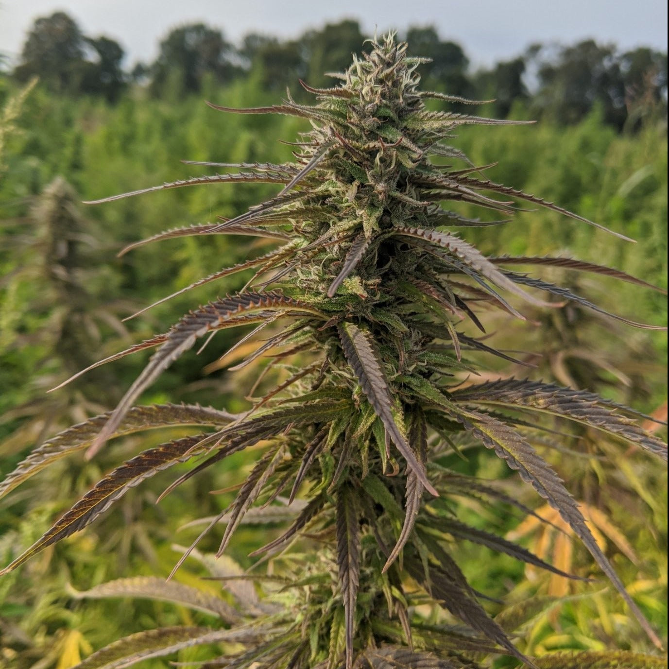 Wild Wild West Hemp Seeds - CBD Seeds | Trilogene Seeds