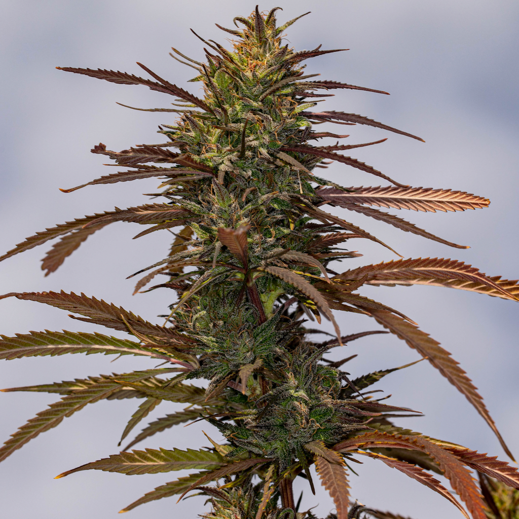 Buy Feminized Seeds - Female Cannabis Seeds | Trilogene Seeds