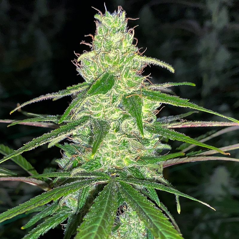 Buy Feminized Seeds - Female Cannabis Seeds | Trilogene Seeds