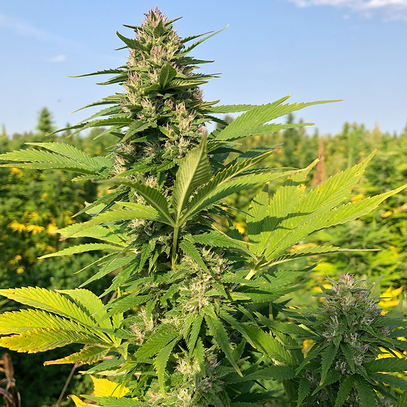 Buy Feminized Seeds - Female Cannabis Seeds | Trilogene Seeds